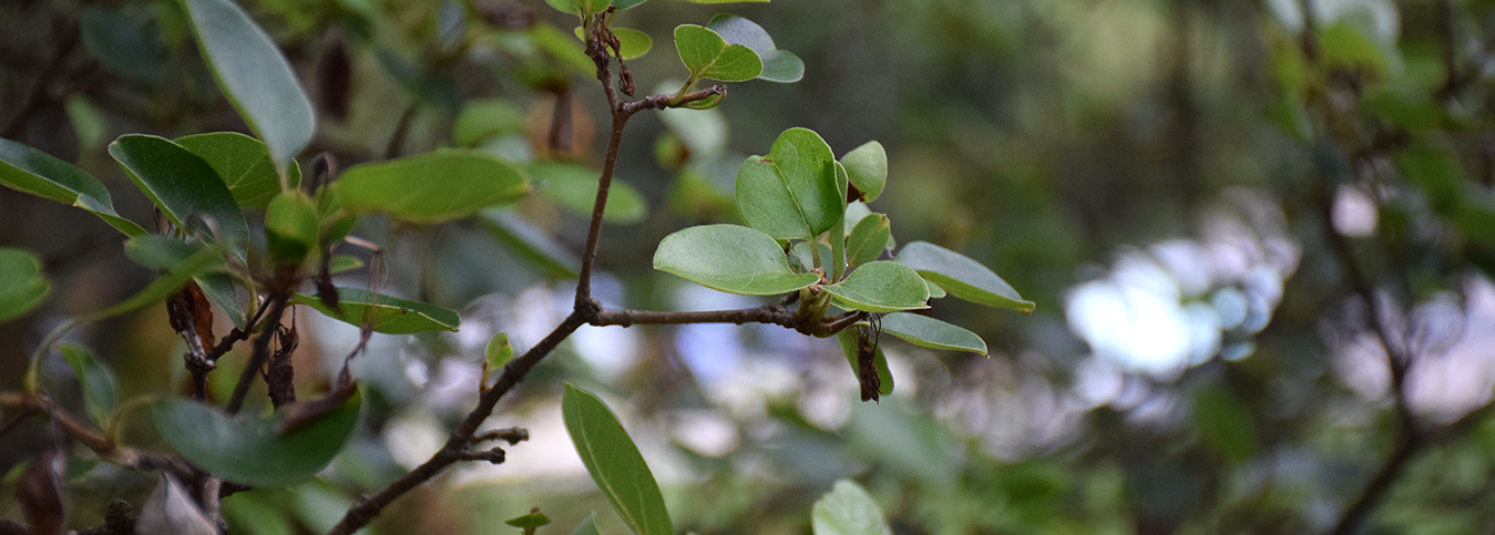 Tennessee Champion Tree Program | School of Natural Resources