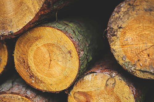 Timber Sales for Private Landowners | School of Natural Resources