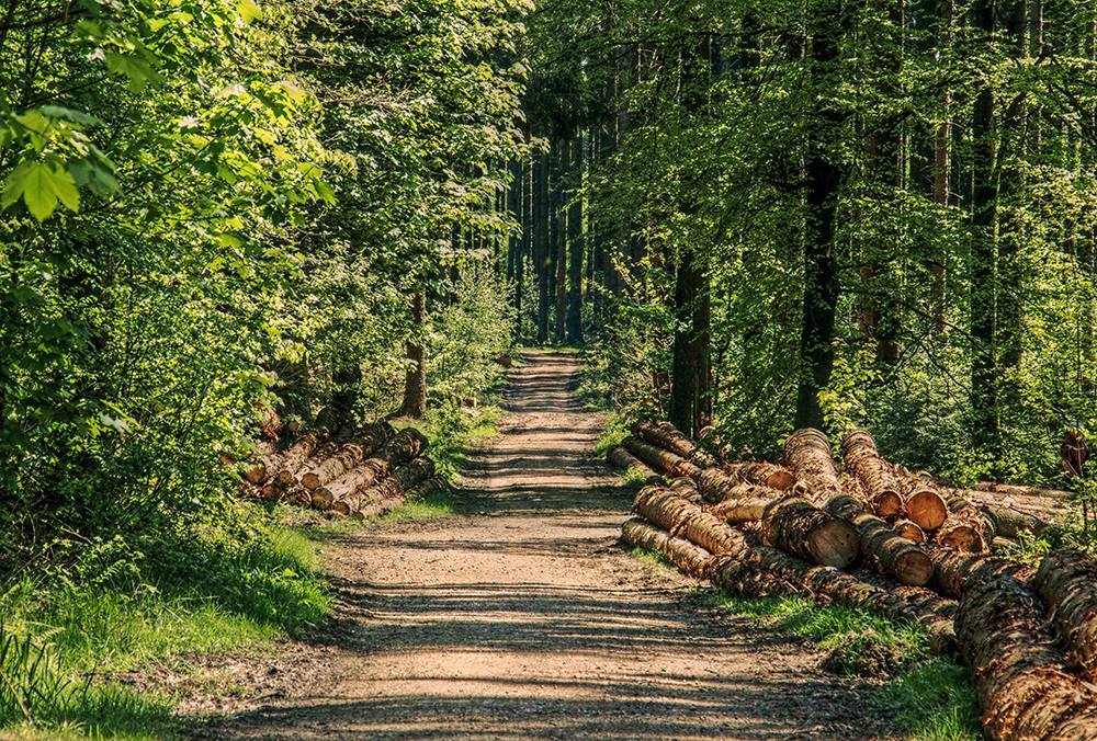 Timber Sales for Private Landowners | School of Natural Resources