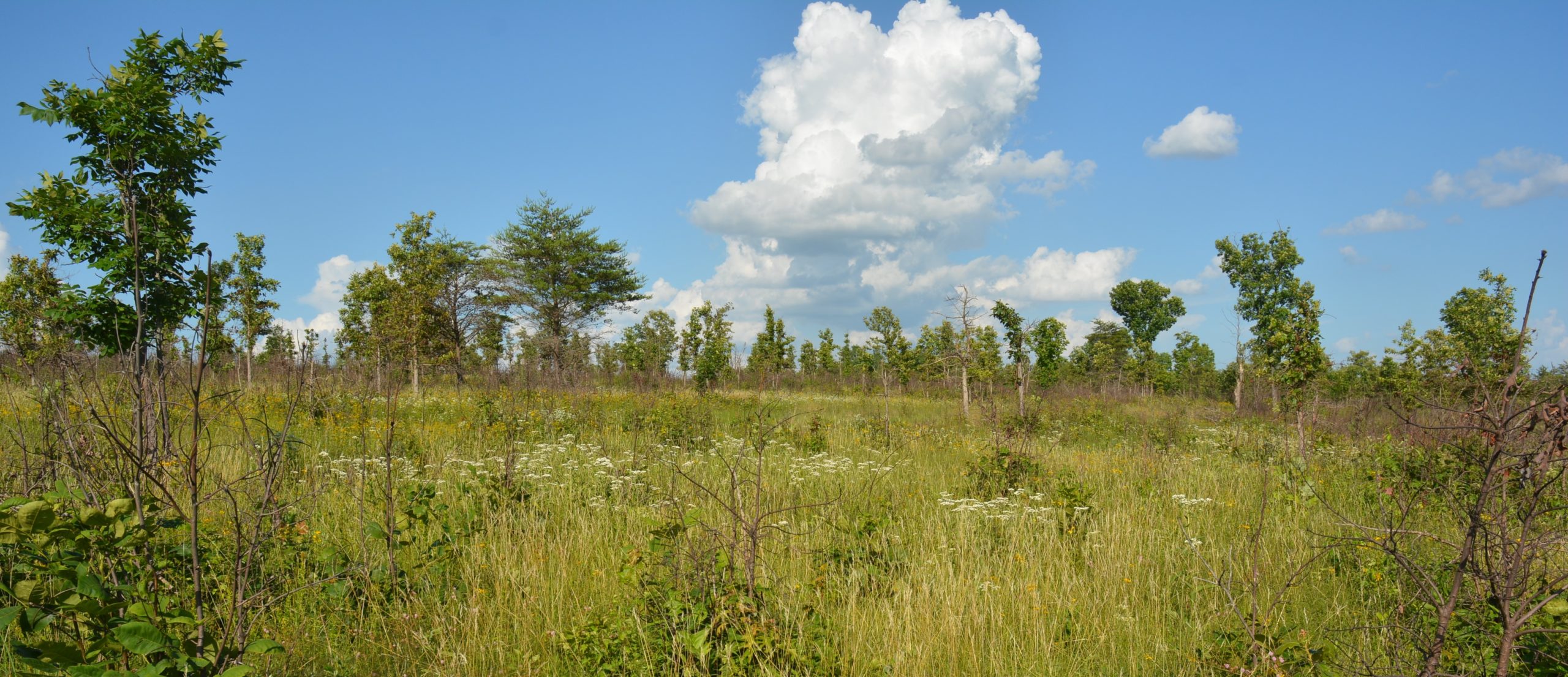 Help making my place better for wildlife | Arkansas Hunting