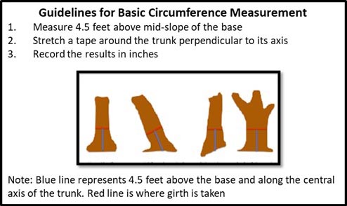 Tennessee Champion Tree Program | School of Natural Resources
