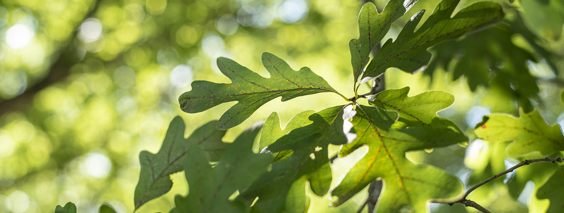 Tennessee White Oak Initiative | School of Natural Resources