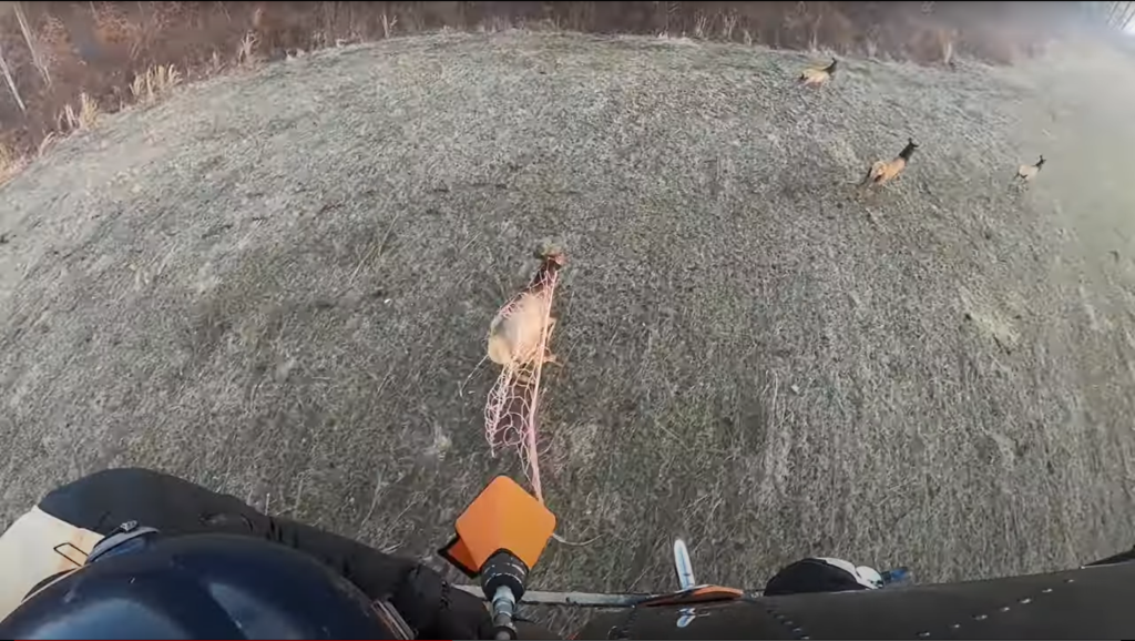 Dr. Lisa Muller featured in TWRA aerial elk study | School of Natural ...