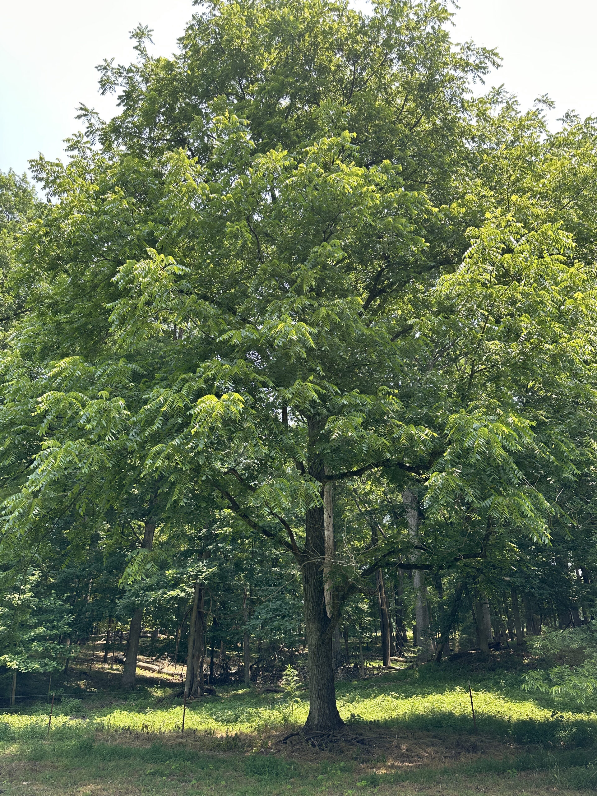 Current Champion Trees | School of Natural Resources